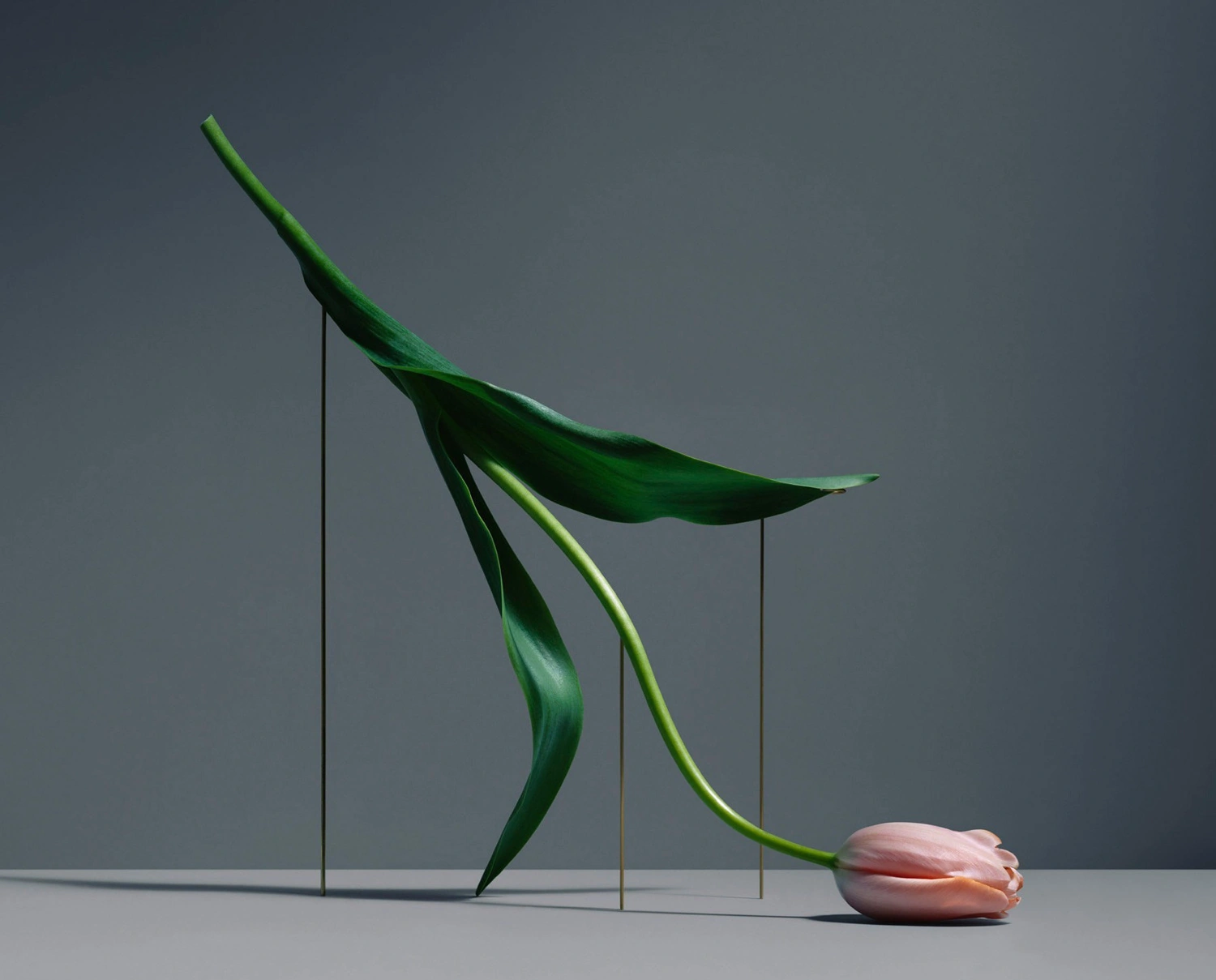 Wes - The Graceful Movement of Dancing Tulips Showcased by Carl Kleiner ...