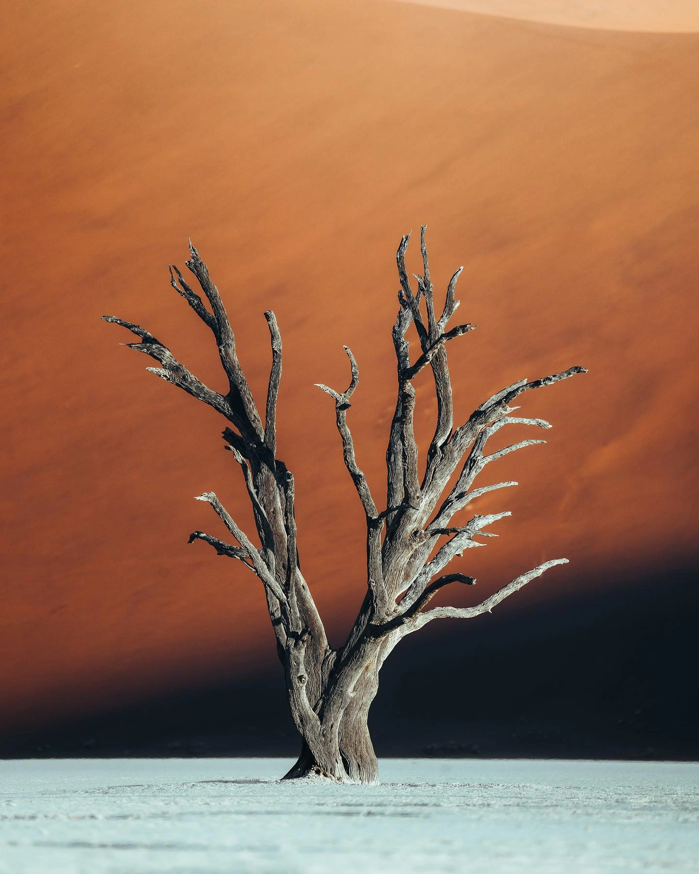 Jaime Spaniol - Photo by Luke Stackpoole in Namibia. May be an image of tree and nature. – Savee