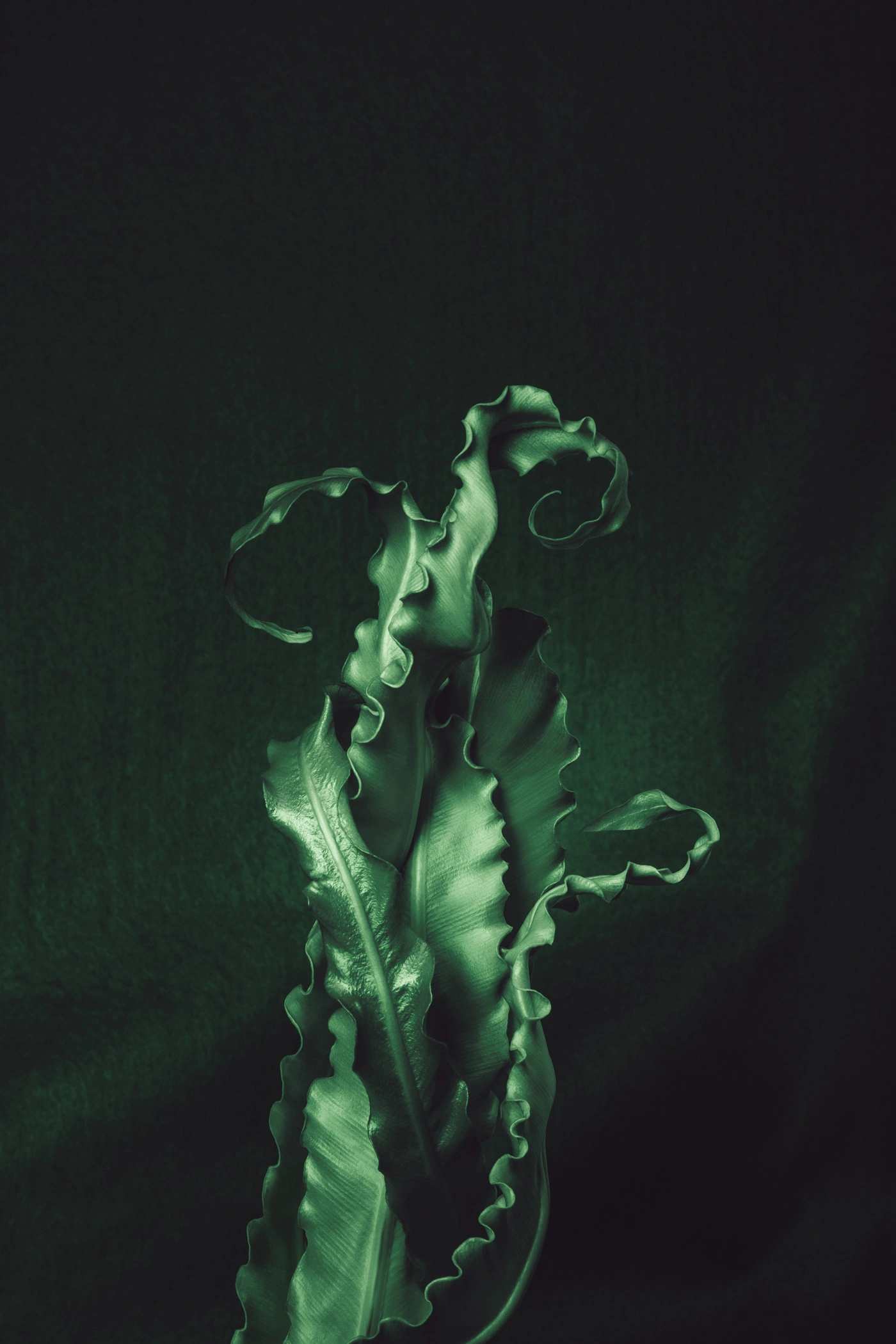 Jaime Spaniol - Intemporelle – Savee