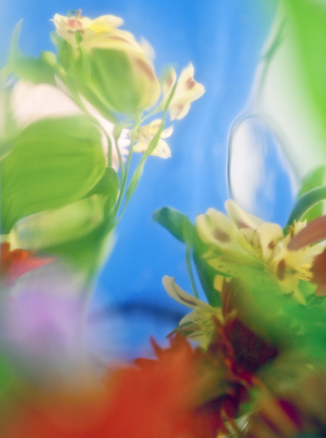 Bernise - download-15 – Savee