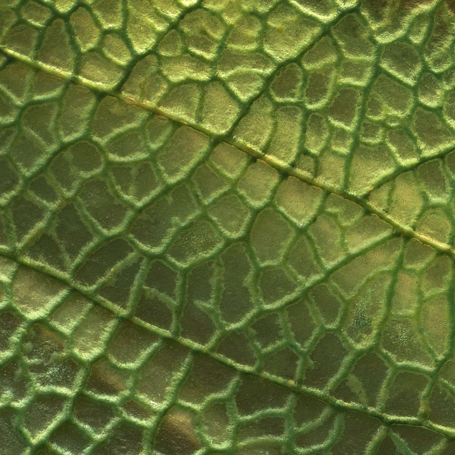 Alex Rainer - Texture | LEVON BISS – Savee