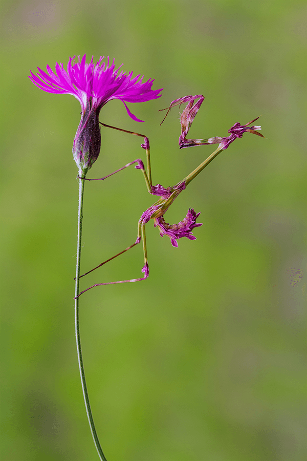 Raquel Villa - Brigit Strawbridge on Twitter: "Empusa Fasciata ...