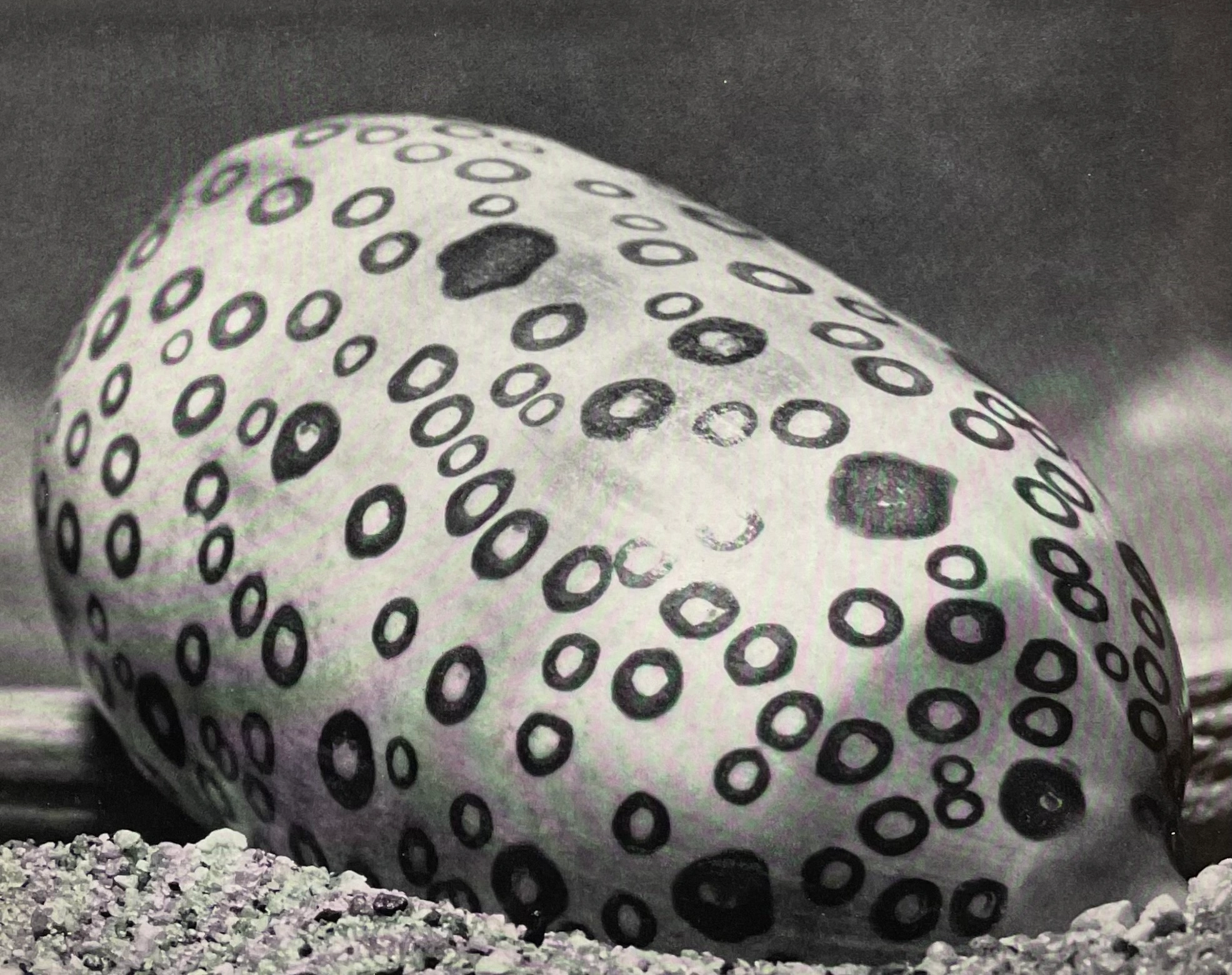 Nikolin Lasku - IMG_1664 – Savee