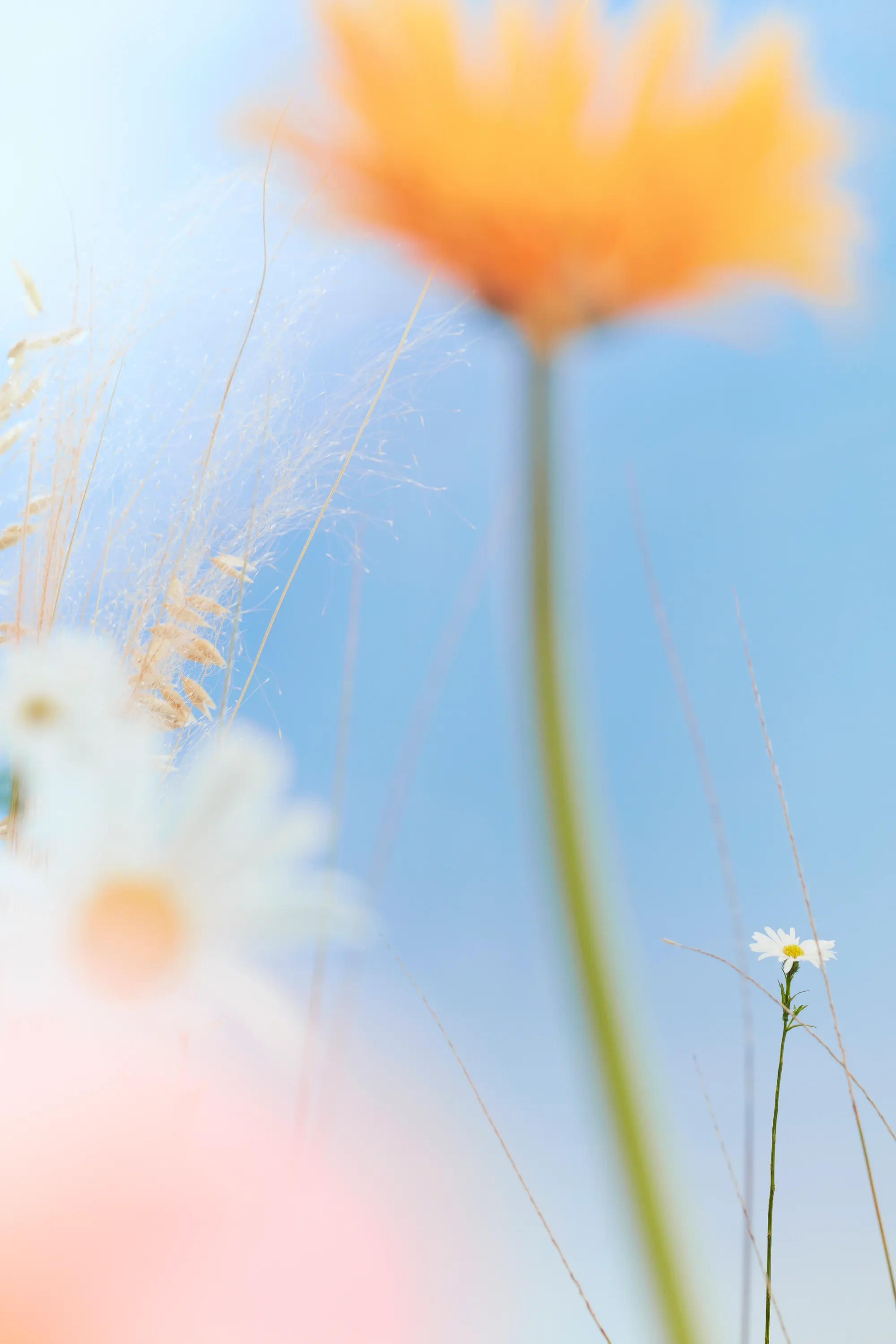 Placido Salazar - Ring Studio – Savee