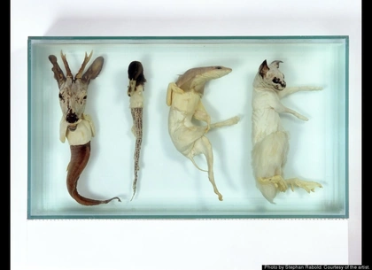 Rogier - Untitled – Savee