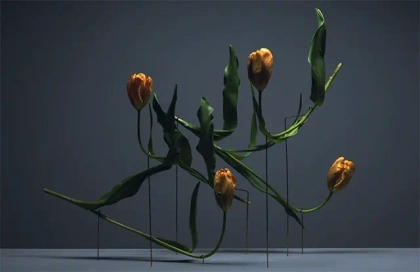 Wes - The Graceful Movement of Dancing Tulips Showcased by Carl Kleiner ...