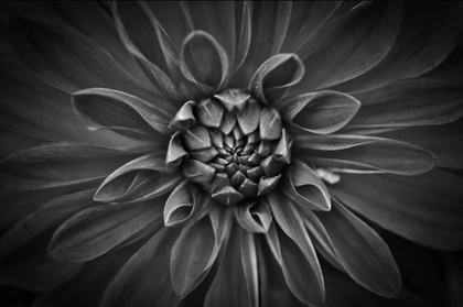 Christopher Timm - FLOWER IN BLACK WHITE – Savee