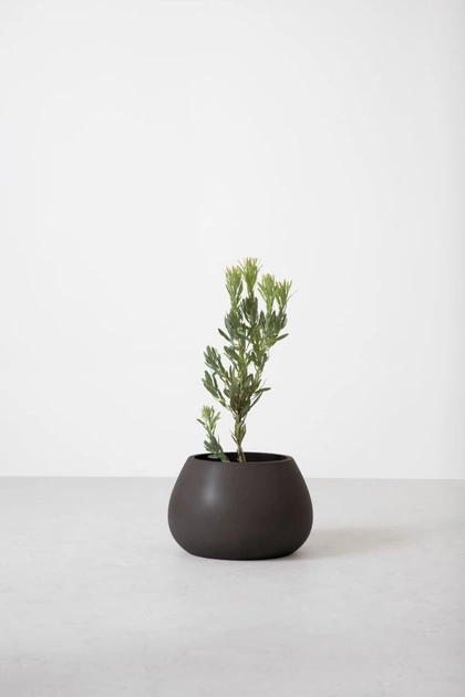 Matt Marchand - Round pot with plant – Savee