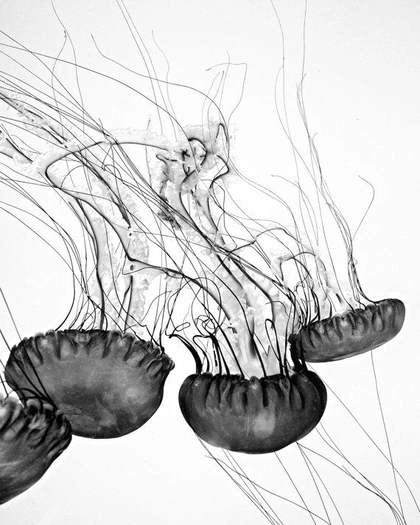 lauren devane - Untitled – Savee