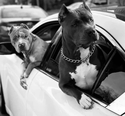 Andre do Amaral - GENERAL OFFICE STUDIO – SAVEE