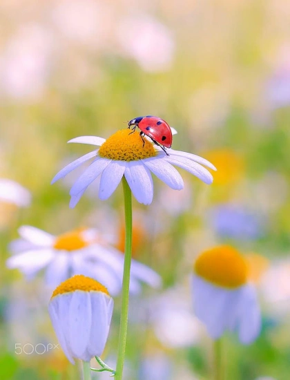 Eury - Ladybug by Rui Pedro Guerra – Savee