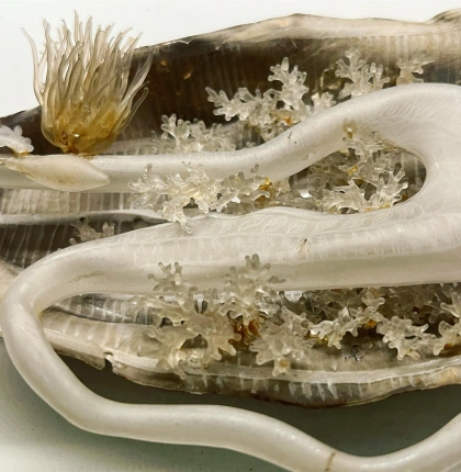 Raquel Villa - image.png – SAVEE