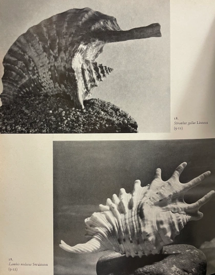 Nikolin Lasku - IMG_1588 – Savee