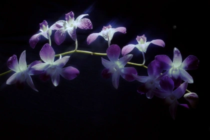 Nate - hawaii_cor_35_20_post – Savee