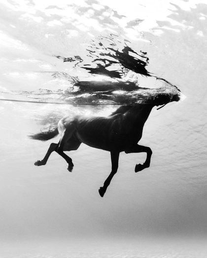 John Harrison Carmona Pulgarín - https – Savee