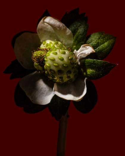 Raquel Villa - Photo shared by Sivan Roshianu on March 10, 2025 tagging @sivanmolokoroshianu ...